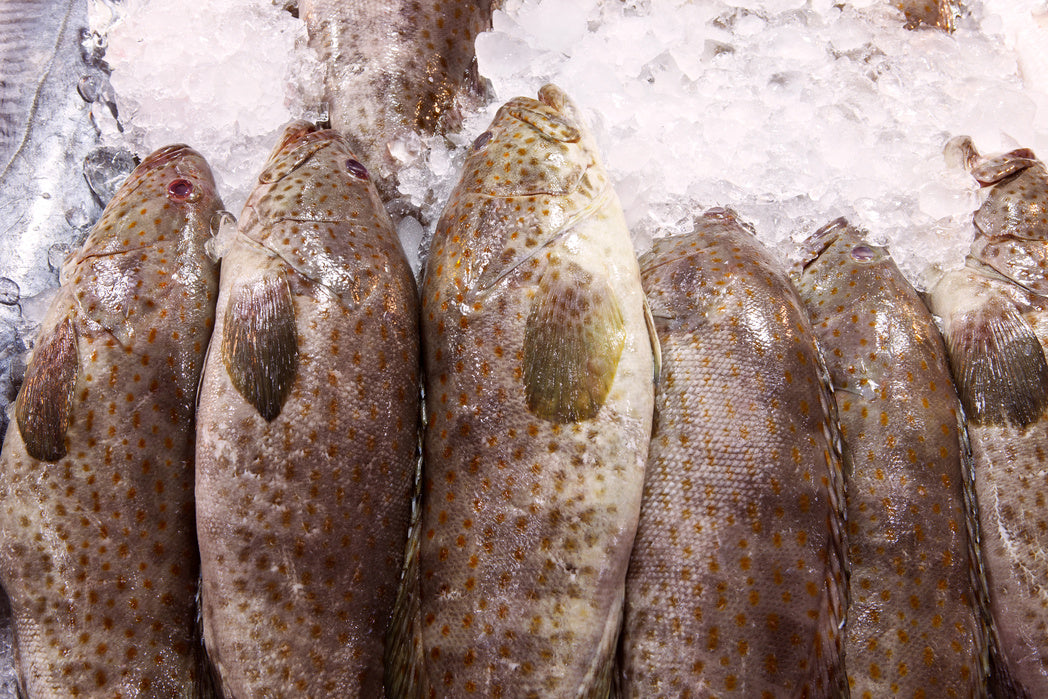 Fresh Gulf Grouper | 1lb – Skippers Fresh Seafood | The World's ...